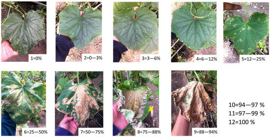 Biological Control of Downy Mildew and Yield Enhancement of Cucumber Plants by Trichoderma ...