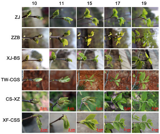 Identification of Phenological Growth Stages of Four Morus Species ...