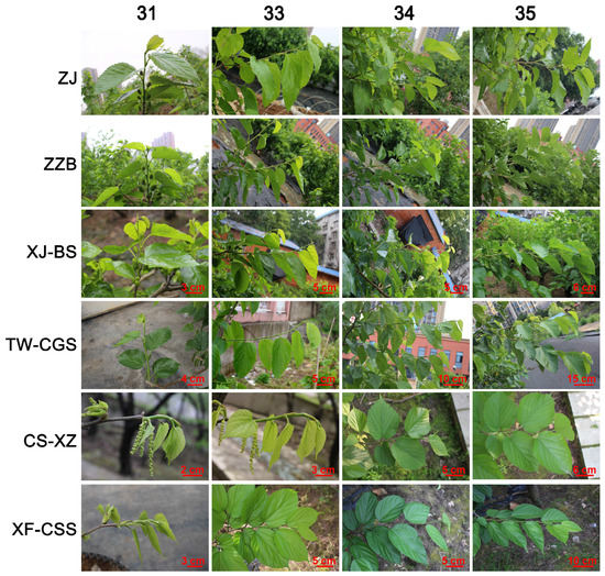 Identification of Phenological Growth Stages of Four Morus Species ...