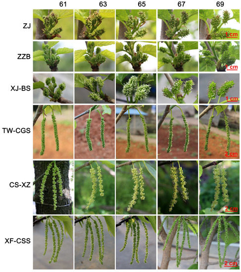 Identification of Phenological Growth Stages of Four Morus Species ...