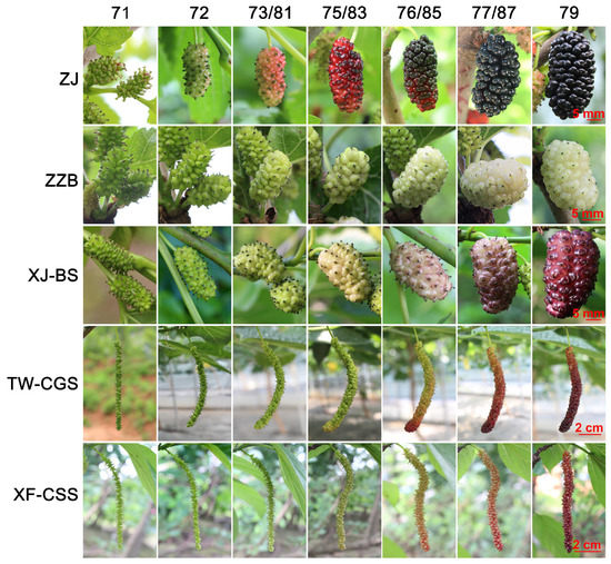 Horticulturae | Free Full-Text | Identification of Phenological Growth ...