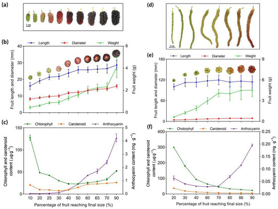 Identification of Phenological Growth Stages of Four Morus Species ...