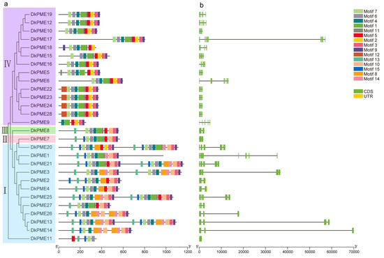 Genome-Wide Identification and Expression Analysis of the PME and PMEI ...