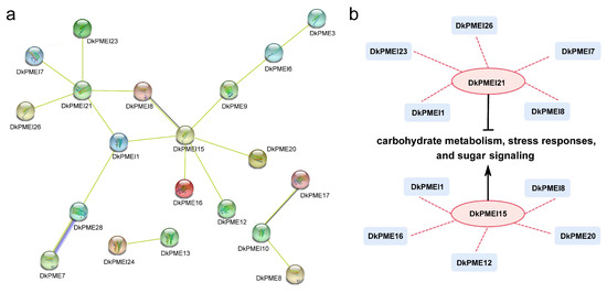 Genome-Wide Identification and Expression Analysis of the PME and PMEI ...