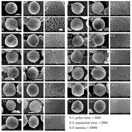 Study of 15 Varieties of Herbaceous Peony Pollen Submicroscopic ...