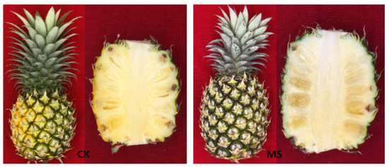 Transcriptome Analysis of Watercore in Pineapple