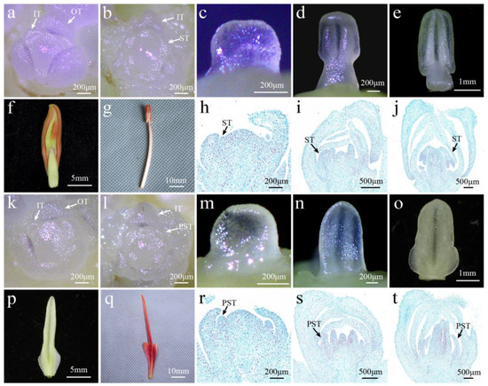 Morphogenesis of Stamens and Petaloid Stamens in Lilium hybrid ‘Red ...