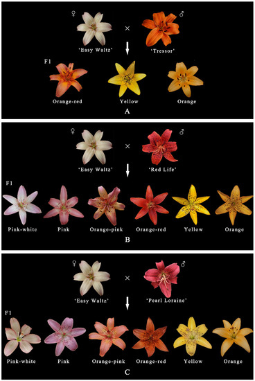 The Composition of Anthocyanins and Carotenoids Influenced the Flower ...