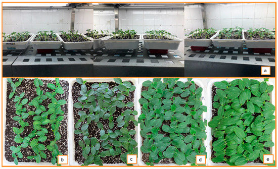 Radicle Emergence as Seed Vigour Test Estimates Seedling Quality of ...