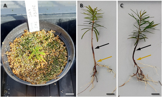 Hairy Root Induction of Taxus baccata L. by Natural Transformation with ...