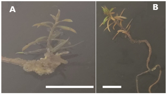 Hairy Root Induction of Taxus baccata L. by Natural Transformation with ...
