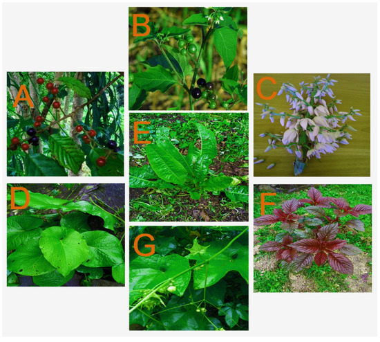 Nutraceutical Potential of Seven “Quelites” Harvested in the Northern ...