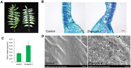 Genome-Wide Identification and Expression Analysis of the KCS Gene ...
