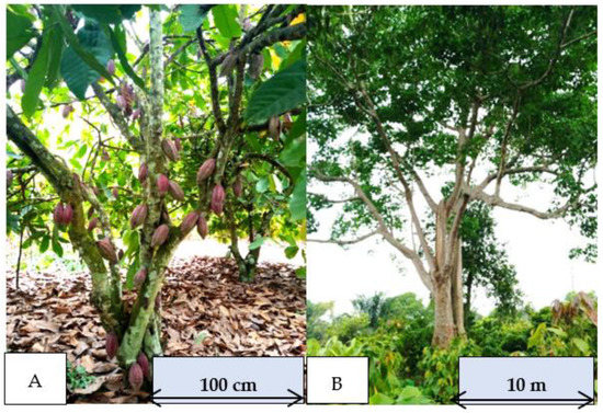 Analysis of the Ricinodendron heudelotii × Theobroma cacao L ...