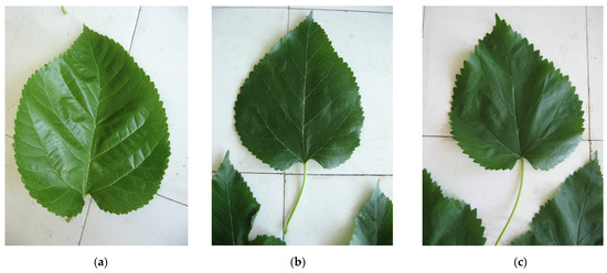 Selection of Mulberry Genotypes from Northern Serbia for ‘Ornafruit ...