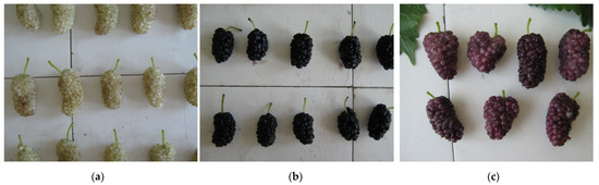 Selection of Mulberry Genotypes from Northern Serbia for ‘Ornafruit ...