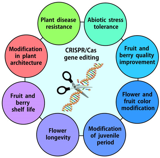 CRISPR-Cas Genome Editing for Horticultural Crops Improvement: Advantages and Prospects
