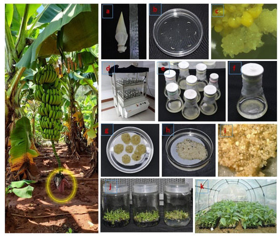Fruit Crop Improvement with Genome Editing, In Vitro and Transgenic ...