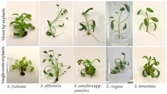 Investigation of the Effects of the Explant Type and Different Plant ...