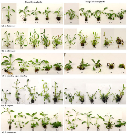 Investigation of the Effects of the Explant Type and Different Plant ...