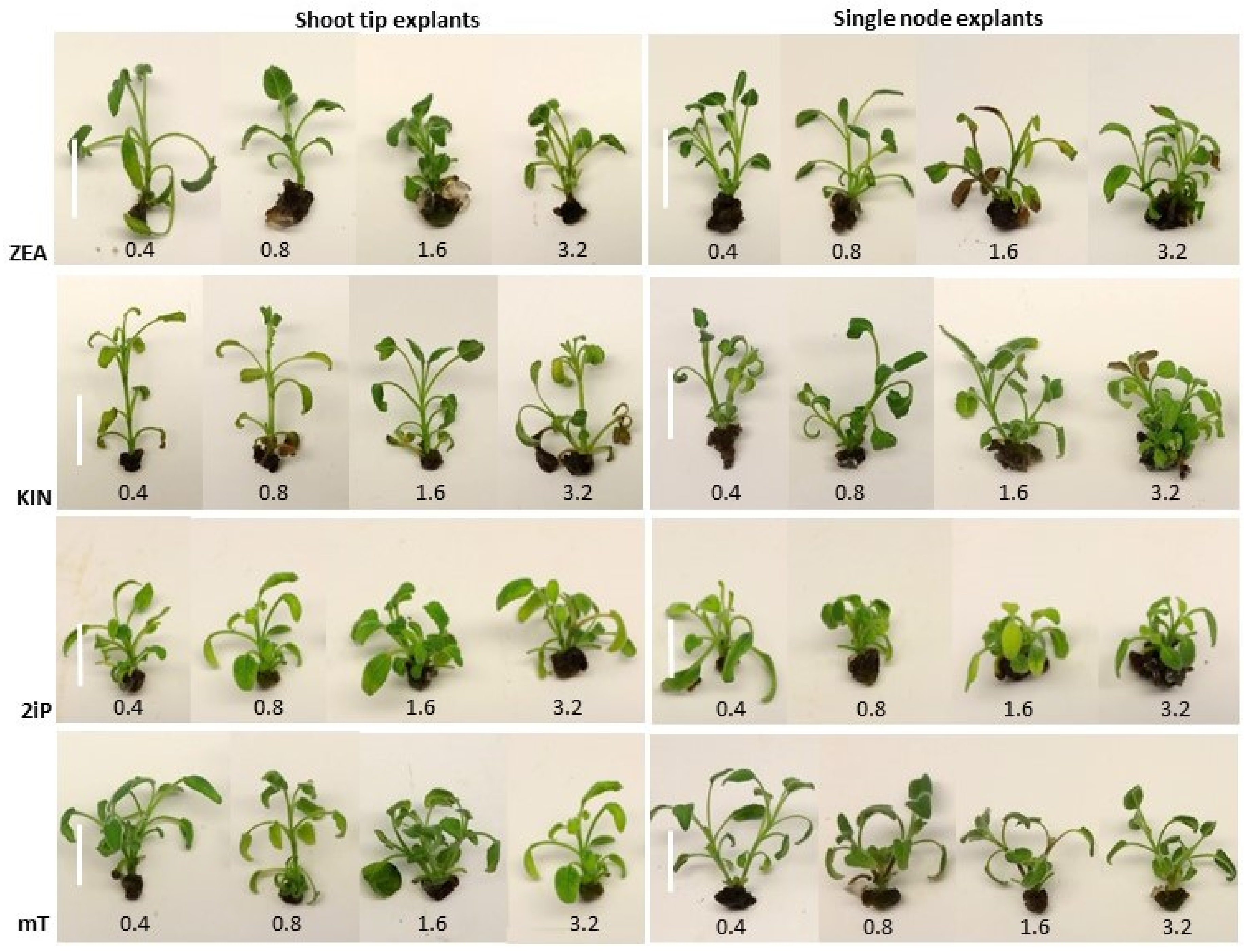 Investigation of the Effects of the Explant Type and Different Plant ...