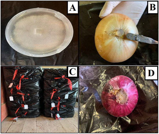 Selection Progress for Resistance to Fusarium Basal Rot in Short-Day ...