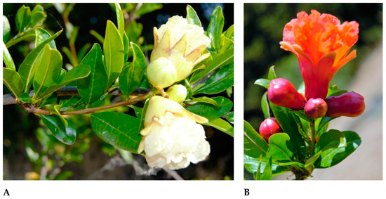 A Study on the Characteristics of Buds and Flowers in Pomegranate ...