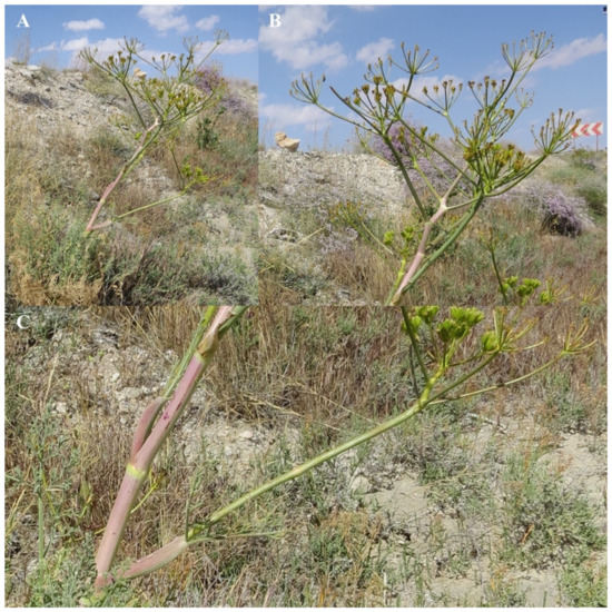 Two New Ferula (Apiaceae) Species from Central Anatolia: Ferula turcica ...