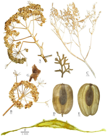 Two New Ferula (Apiaceae) Species from Central Anatolia: Ferula turcica ...