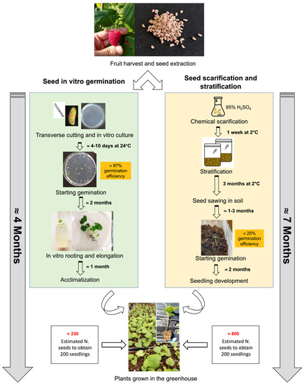 Standardization of an In Vitro Seed Germination Protocol Compared to ...