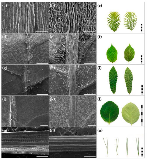 Understanding Particulate Matter Retention and Wash-Off during Rainfall ...
