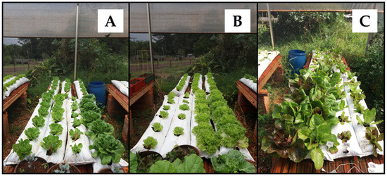 Leafy Vegetables’ Agronomic Variables, Nitrate, and Bioactive Compounds ...