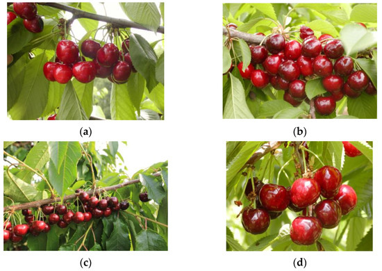 Growth and Productivity of Sweet Cherry Varieties on Hungarian Clonal ...