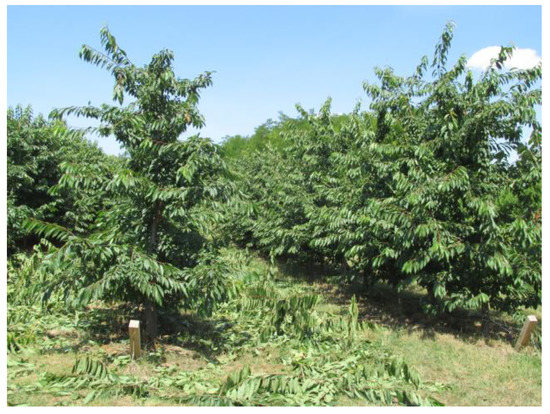 Growth and Productivity of Sweet Cherry Varieties on Hungarian Clonal ...