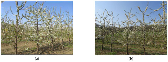 Growth and Productivity of Sweet Cherry Varieties on Hungarian Clonal ...