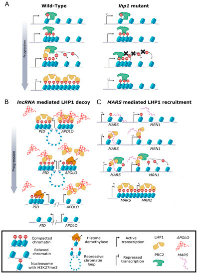 The Potential Use of the Epigenetic Remodeler LIKE HETEROCHROMATIN ...