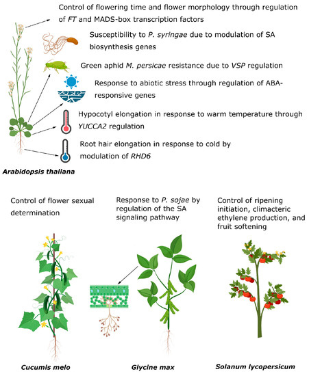 The Potential Use of the Epigenetic Remodeler LIKE HETEROCHROMATIN ...