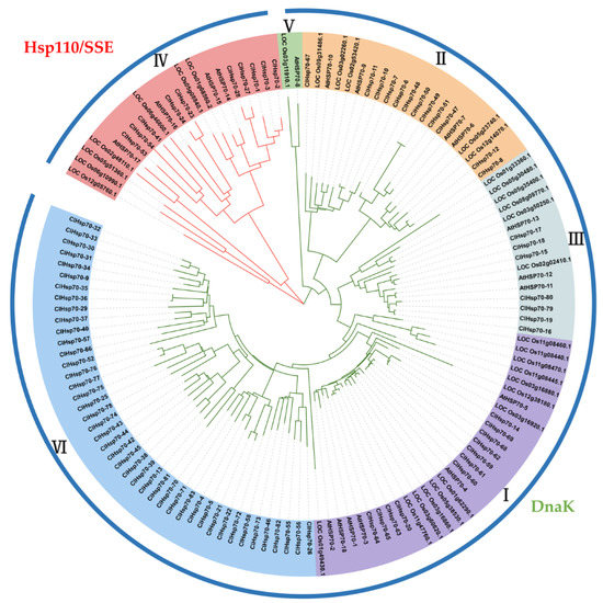 Genome-Wide Identification and Expression Analysis of HSP70 Gene Family ...