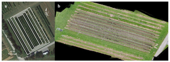 UAV Photogrammetry-Based Apple Orchard Blossom Density Estimation and ...