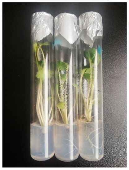 Large-Scale In Vitro Propagation and Ex Vitro Adaptation of the ...