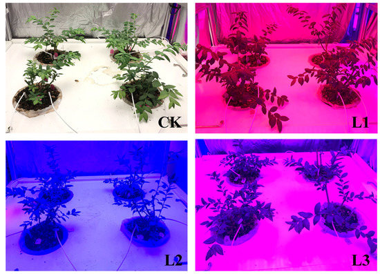 Effects of Nutrition and Light Quality on the Growth of Southern ...