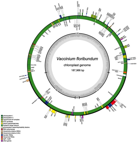 The First Complete Chloroplast Genome Sequence of Mortiño (Vaccinium ...