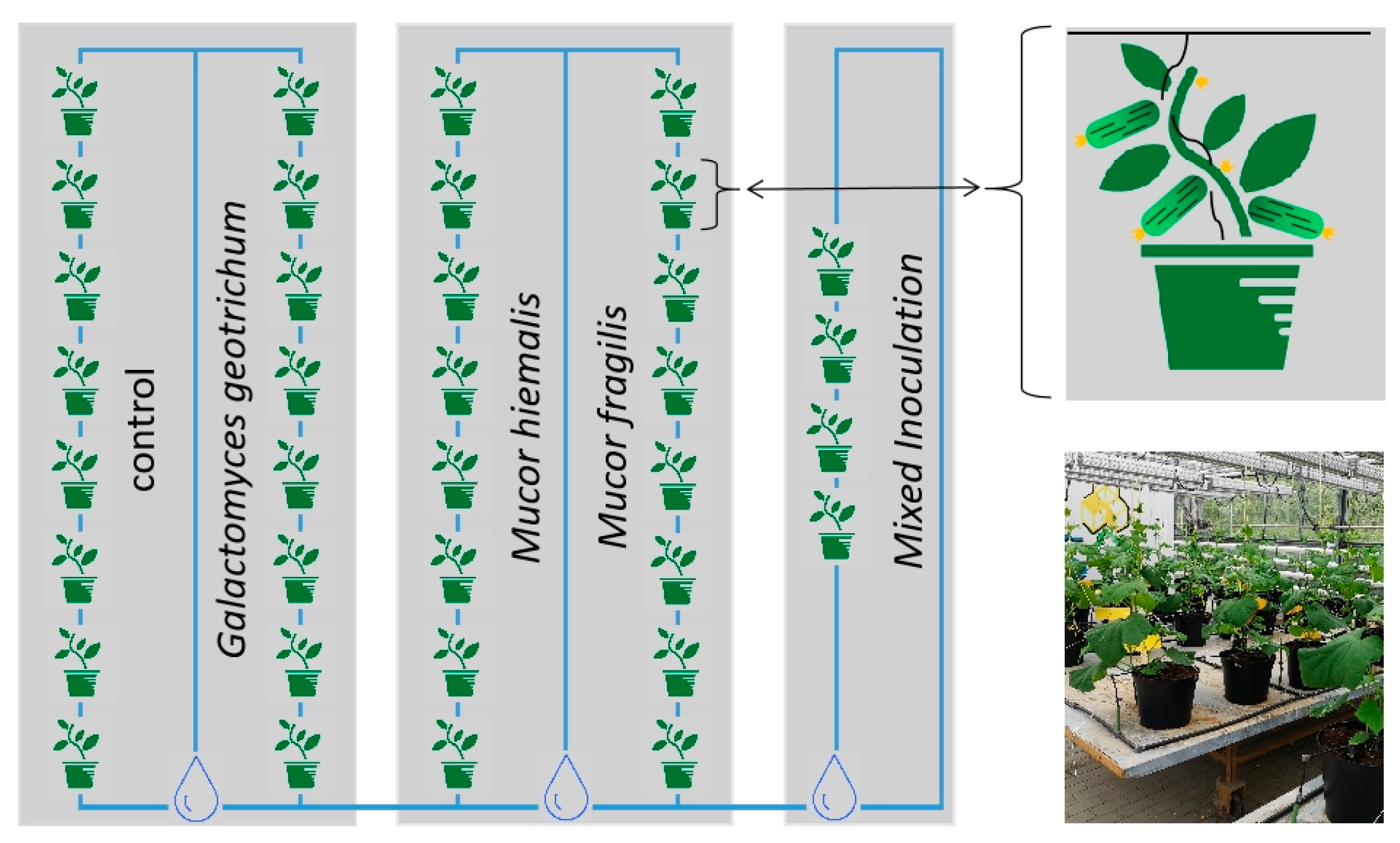 Pre- and Post-Harvest Infection of Pasteurized Pickles with Fungi and ...