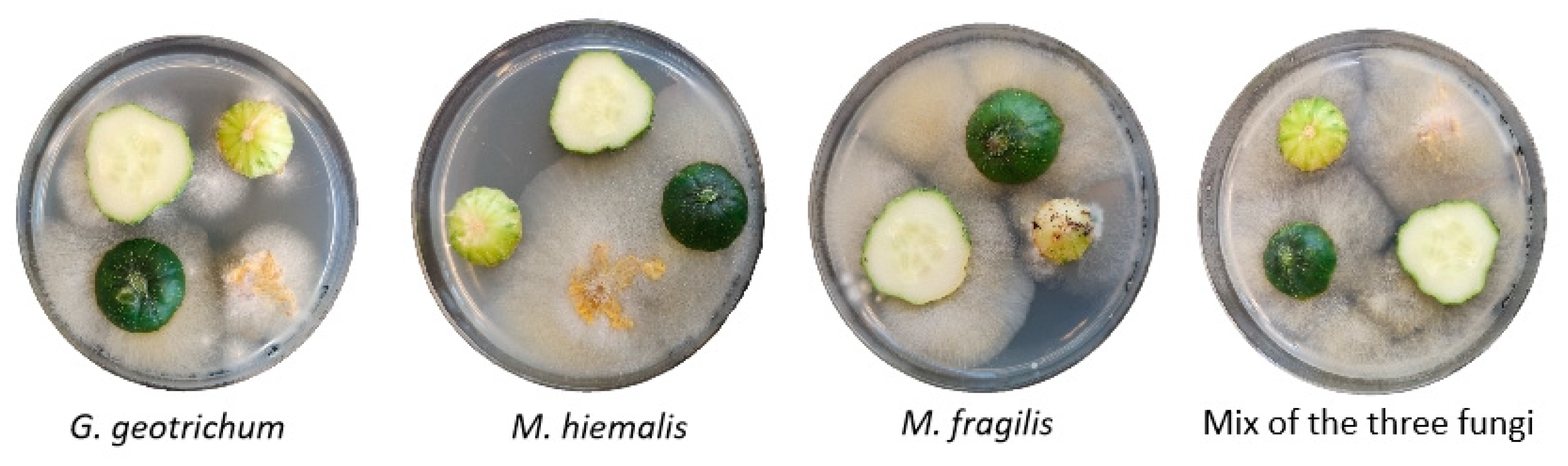 Pre- and Post-Harvest Infection of Pasteurized Pickles with Fungi and ...