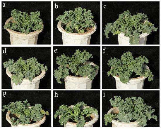 Thidiazuron Promoted Microspore Embryogenesis and Plant Regeneration in ...