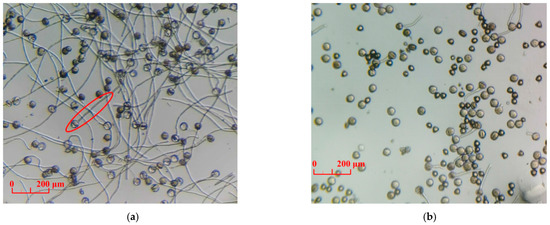 Influence of Different Liquid Spray Pollination Parameters on Pollen ...