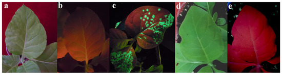 Virus-Induced Silencing of a Sequence Coding for Loricrin-like Protein ...