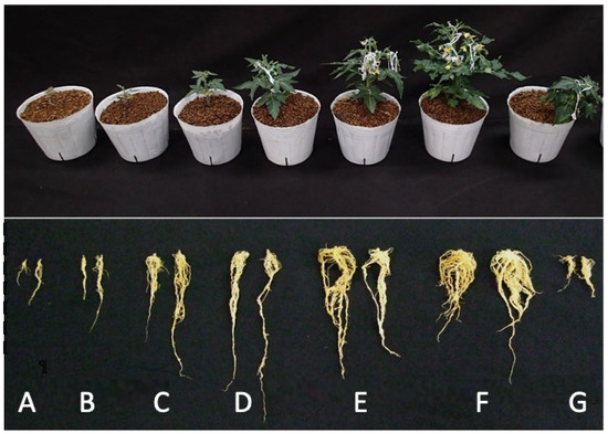 Micro-Tom Tomato Response to Fertilization Rates and the Effect of ...
