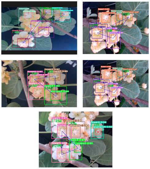 Horticulturae | Free Full-Text | Reasearch on Kiwi Fruit Flower ...