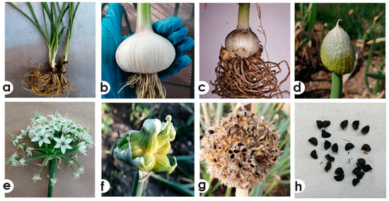 Allium Species in the Balkan Region—Major Metabolites, Antioxidant and ...